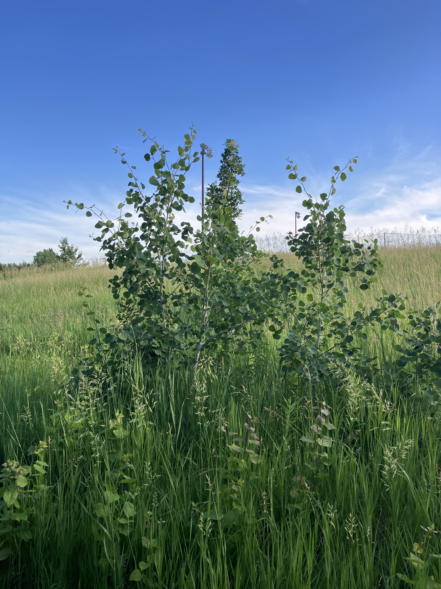 Gleason Fields – Maple Grove, MN – Nature In Your Nurture