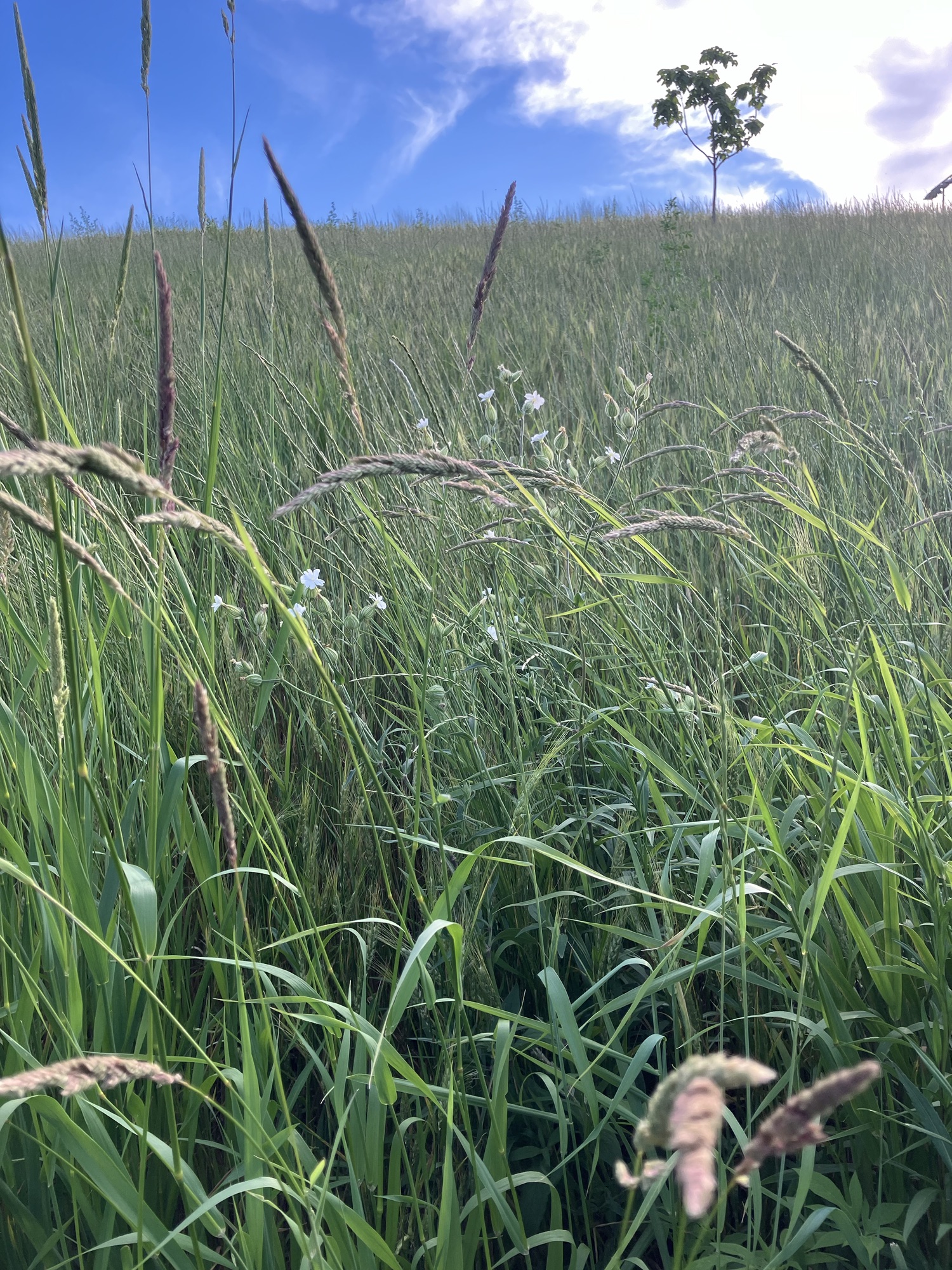 Gleason Fields – Maple Grove, MN – Nature In Your Nurture
