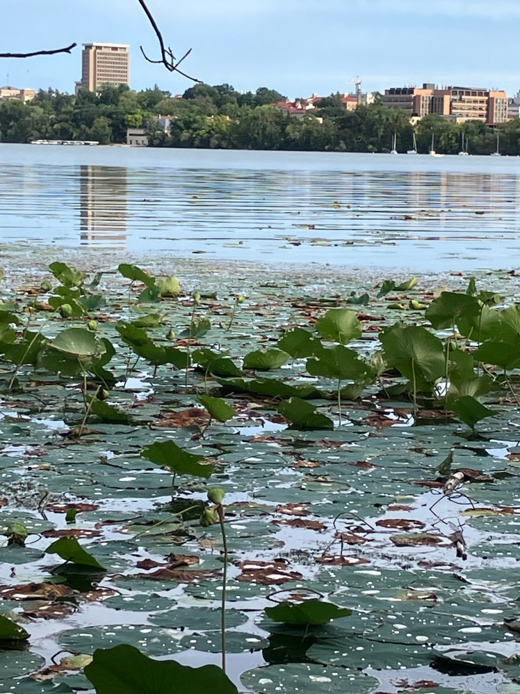 Picnic Point – Madison, WI – Nature In Your Nurture